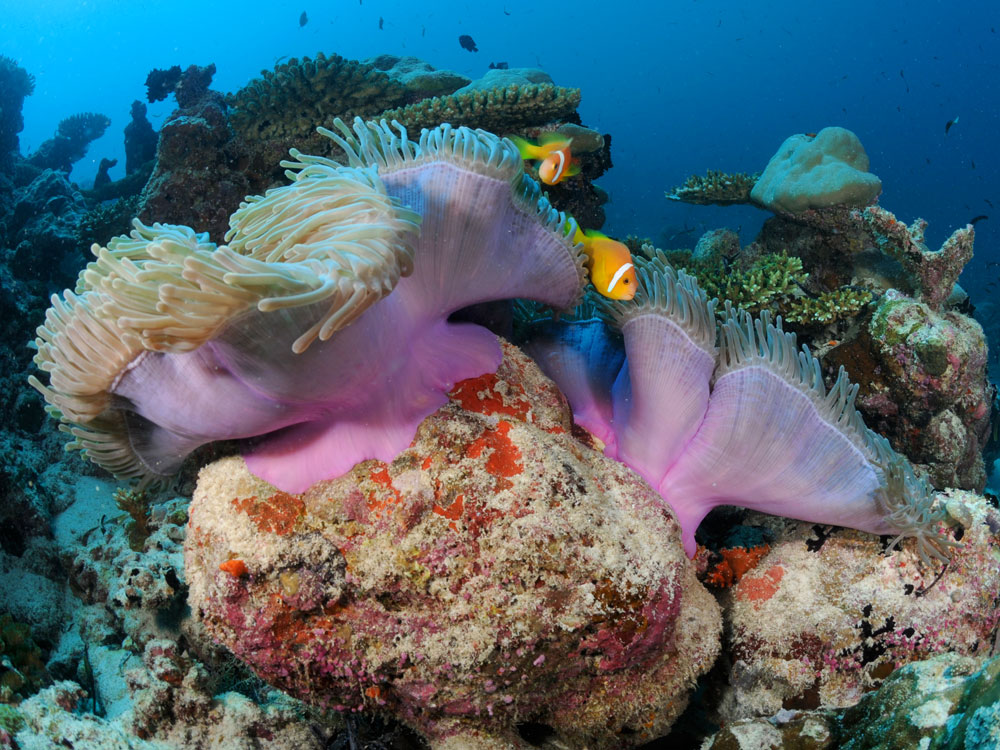 Diving Spots – OneOcean Maldives